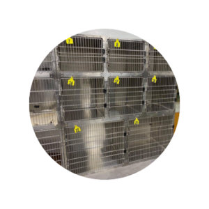 Home - Shelter Pet Safety Net