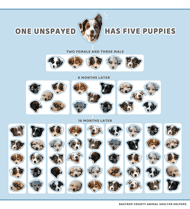 The Days are Getting Shorter... - Shelter Pet Safety Net